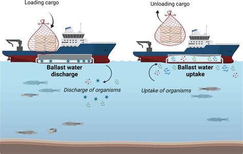 Ballast Water