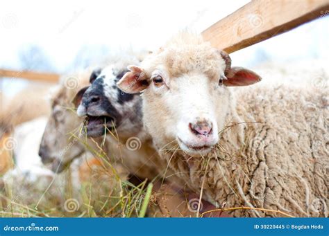 Sheep Eating Grass Stock Image 15842119