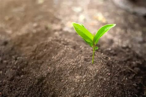 What Are The Best Trees For Dry And Poor Soil Top Species For Shade In Summer Plants And