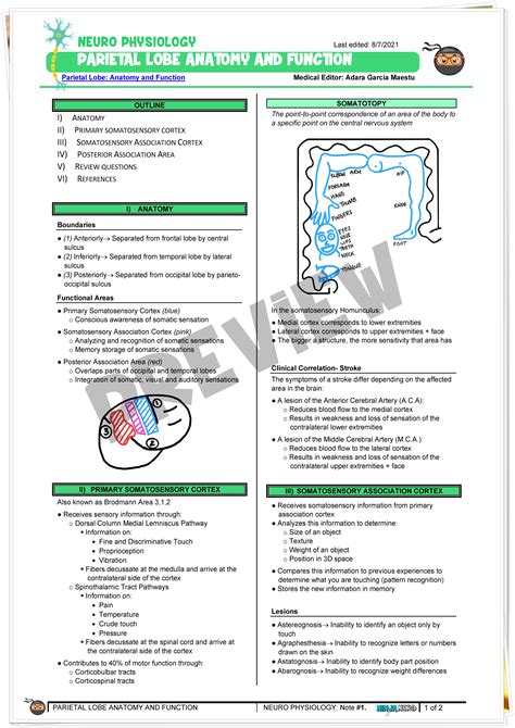 Cerebrum Parietal Lobe Anatomy And Function Notes Ninjanerd Medicine