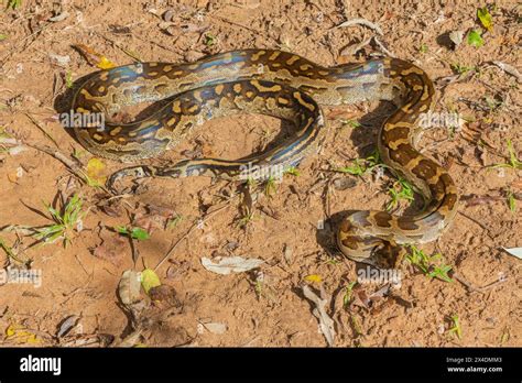 A Beautiful Southern African Python Python Natalensis In The Wild Stock Photo Alamy
