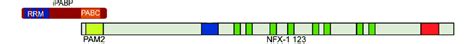 schematic of interactions between poly a binding proteins with