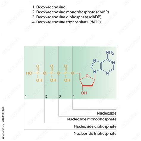 Diagram Of Nucleoside Deoxyadenosine Mono Di And Trip Phosphate Skeletal Structure Schematic