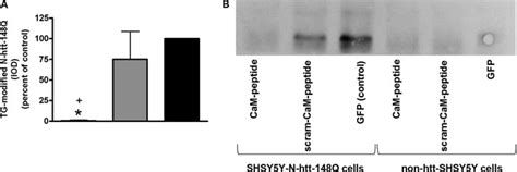 The Level Of Tg Modified N Terminal Mutant Huntingtin In The