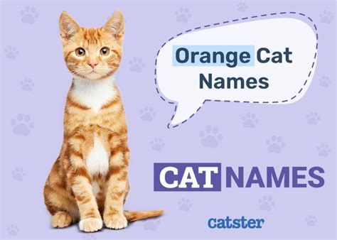 100 Female Cat Names The Best Names For Girl Cats Catster