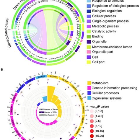 Database Annotation Of Shared Down Regulated N Ceranae Mrnas Targeted Download Scientific