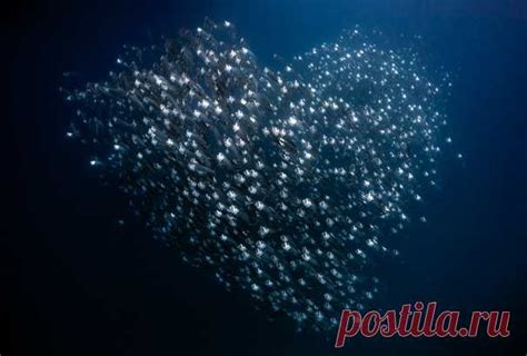 Сердце океана! Или косяк южноазиатских скумбрий? Фотографировал Алек ...