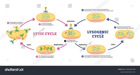 Different Lytic Cycle Lysogenic Cycle Cell Stock Vector Royalty Free