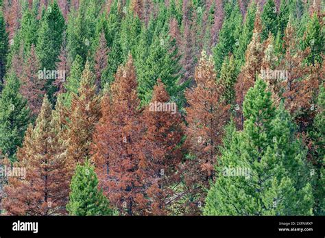 Dead Trees Killed By Mountain Pine Beetle Dendroctonus Ponderosae