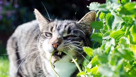 Catnip Plant Mosquito Repellent