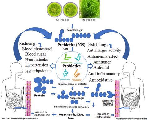 Overview Of Prebiotic Digestion Process Via Probiotic In Human Gut And