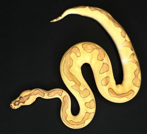 Super Enchi Butter Pos Vanilla Clown Ball Python By Unique Scales