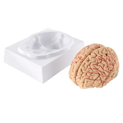 Human Brain Model Anatomically Accurate Brain Model Life Size Human Brain Anatomy For Science