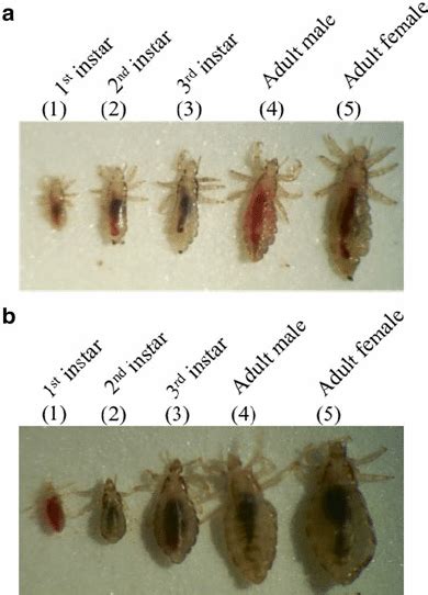 1 Developmental Stages Of A Head Lice And B Body Lice