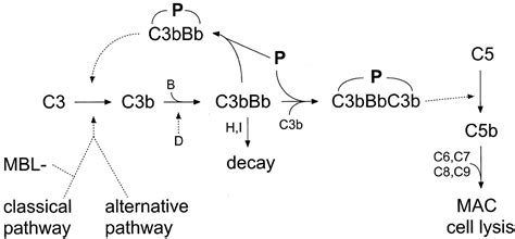 Csir Life Science Preparation The Complement System