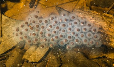 Widely Used Mosquito Repellent Proves Lethal To Larval Salamanders