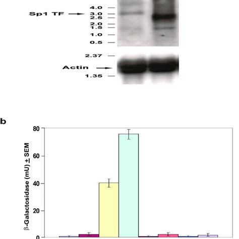 Northern Blot Analysis Of Tf Sp1 In Dmel2 Cells That Were Transfected