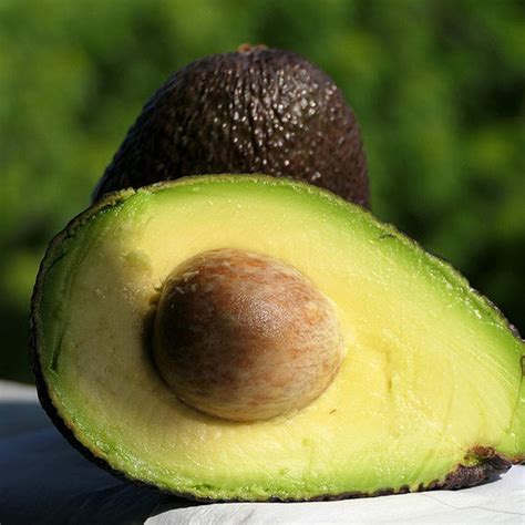 Hass Avocado Collection Grafted Varieties For Your Garden