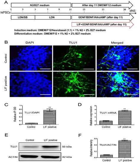 Lif Improves The Expression Of Tuj1 A The Time Course Of Neuronal Download Scientific