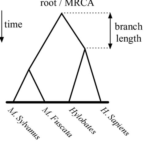 2 An Example Of An Ultrametric Tree Download Scientific Diagram