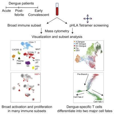 DENV Infection Induces Two Major CD8 T Cell Memory Subsets Immunopaedia