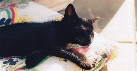 My Smiling Kitty In The Sunshine R Aww