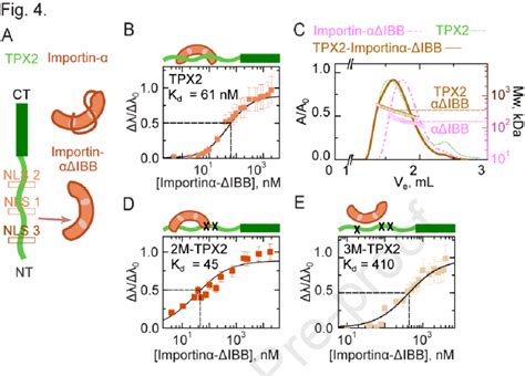 Tpx2 Interacts With Importin α Ibb Via Nuclear Localization Sequences Download Scientific