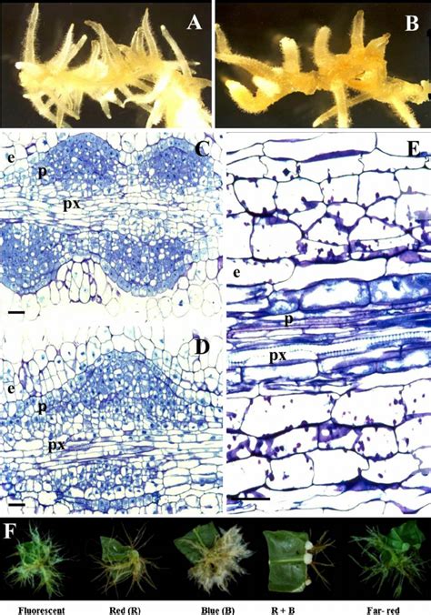 Adventitious Roots Of Ginseng Induced On Ms Medium Supplemented With