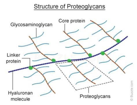 19 Composition And Functions Of Extracellular Matrix Ecm Components Of Fibrillar And