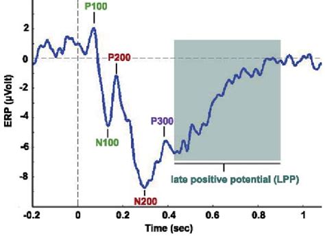 Erp Components Of A Typical Grand Average Waveform Early Components