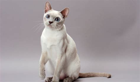 Tonkinese Cat Breed Information Vetstreet Vetstreet