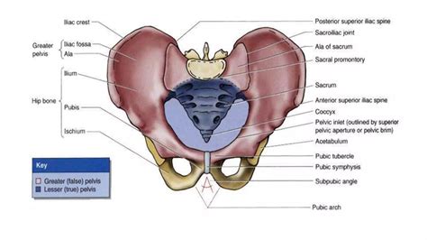 Fetal Skull And Maternal Pelvis Pptx