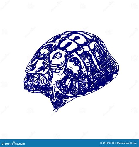 Blue Line Sketch And Hand Drawn Drawing Of A Land Turtle Stock Illustration Illustration Of