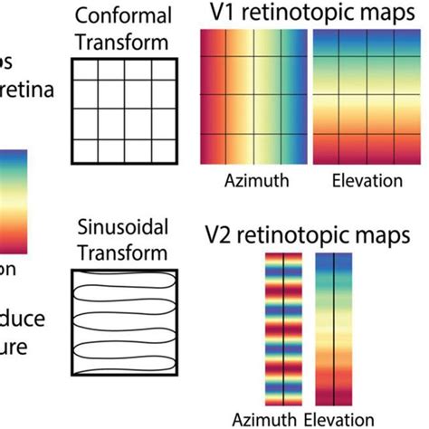 Retinotopic Maps In The Cortex Can Exhibit Complex Patterns That Do Not