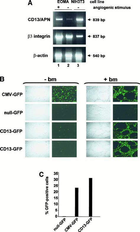 Cd13apn Is Activated By Angiogenic Signals And Is Essential For