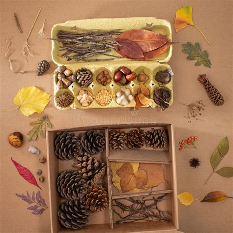 Neatly Organized Collection Of Natural Items In Two Cardboard Boxes