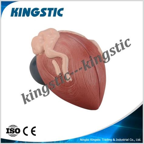 Cbm 350b Process Model Of Human Pregnancy Kingstic
