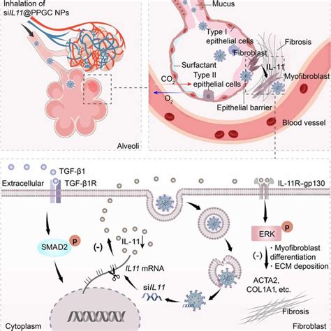 Inhaled Delivery Of Sirna Encapsulated Ppgc Nps To Mlfs For The Download Scientific Diagram