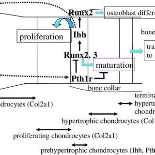 Regulation Of The Proliferation And Differentiation Of Chondrocytes By Download Scientific