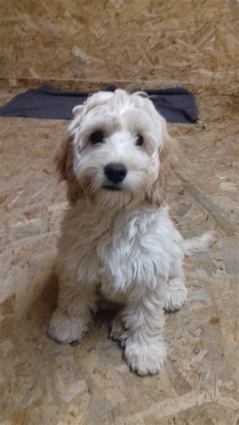 Cockapoo Hipoalergen Pes Cockapoo Slovenija