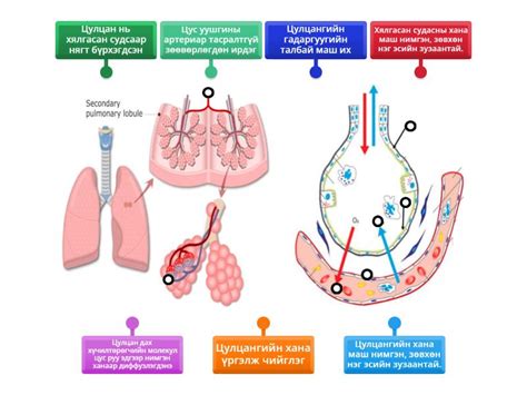 Цулцангийн хана хийн солилцоо явагдахад зохилдсон онцлогийг зөв