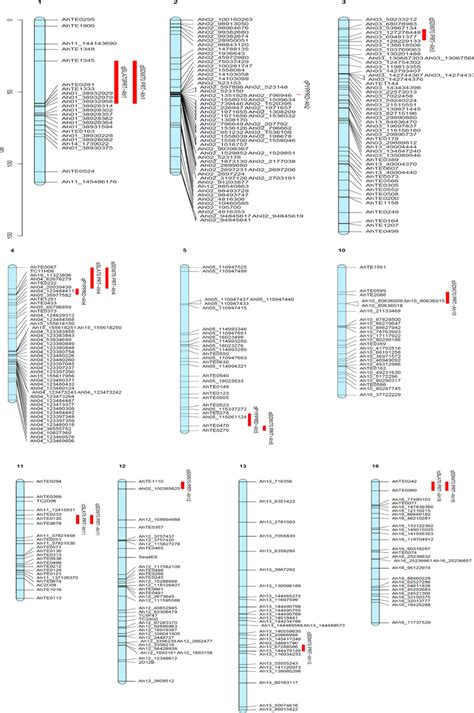 Qtl Plot Illustrating Main Effect Major Qtls Identified For Drought