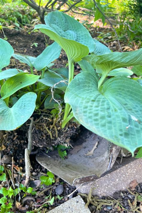 How To Transplant Hostas In The Spring Rooted Wings Co