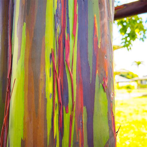 Rainbow Eucalyptus Shade Tree Moon Valley Nurseries