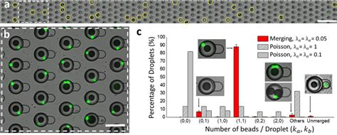 A Scanned Image Of Merged Droplets In The Droplet Merging Device Download Scientific Diagram
