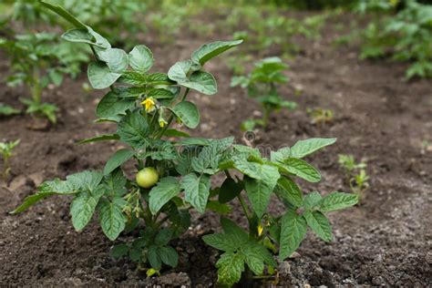 Beautiful Tomato Plants Growing In Garden Stock Image Image Of Bloom