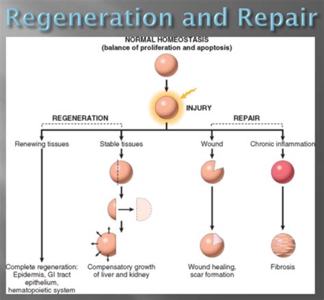 Tissue Repair And Regeneration Flashcards Quizlet