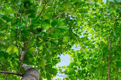 Premium Photo Tree Leaves Bokeh For Nature Background