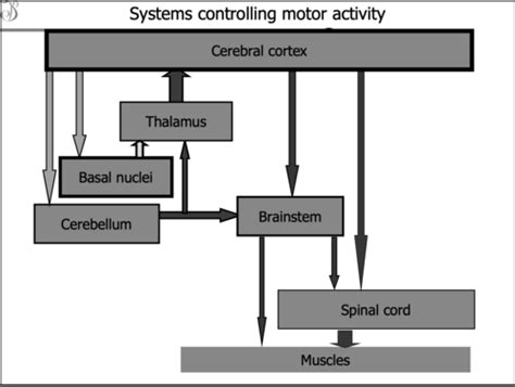 Descending Systems Part 1 Lecture Flashcards Quizlet