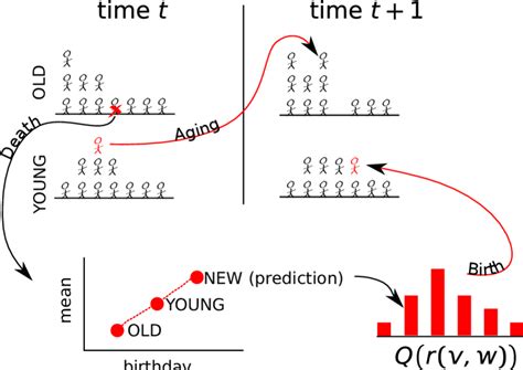 Diagram Of The Transition Function For The Age Structured Markov Chain